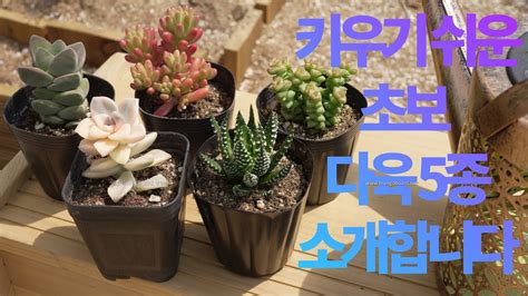 초보들도 쉽게키울수 있는 다육5종살구미인금오로라월동자기천희성 에듀플랜트 Feat에듀키트 다육이 초보다육 Youtube