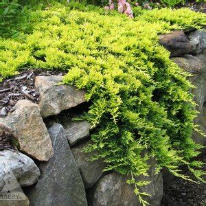 Mother Lode Juniper 25cm Oxford Insta Shade