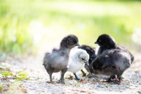 How To Monitor Humidity In An Incubator The Pioneer Chicks