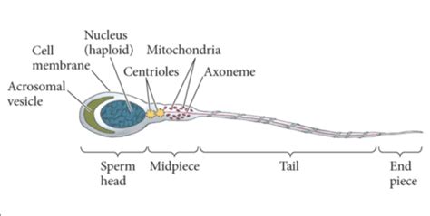 Fertilization Lecture Flashcards Quizlet