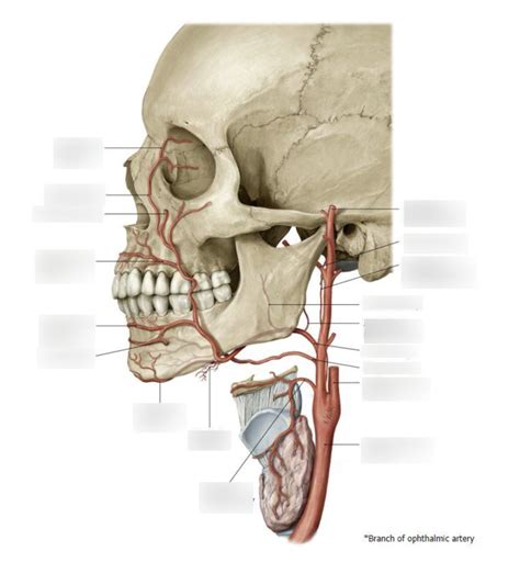 Arteries 2 Diagram Quizlet