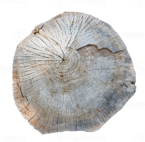 Tree Trunk Section With Transparent Background PNG