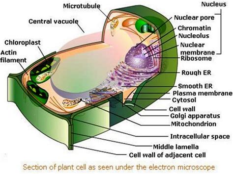 Chromosomes In A Plant Cell Model