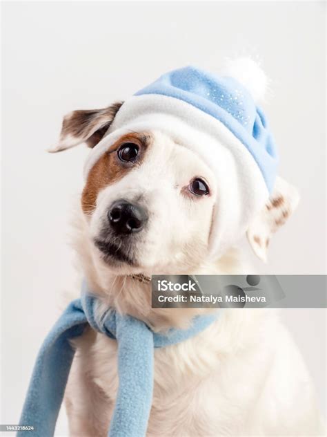파란 눈 처녀 모자를 쓴 하얀 개가 있는 새해 초상화 사진은 배너 전단지 엽서 달력에 사용할 수 있습니다 2023년에 대한 스톡 사진 및 기타 이미지 Istock