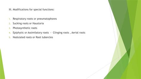Roots Basics Function Various Parts Maturation Root Hairs Elongation Cell Division