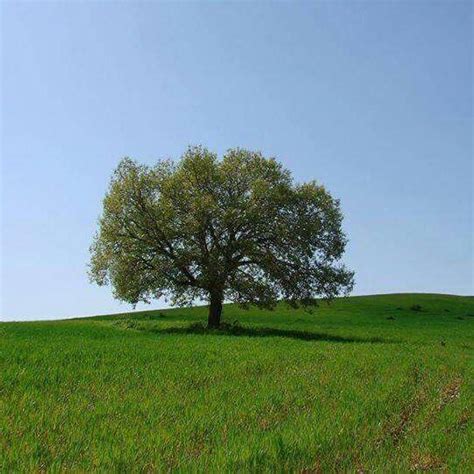 جوانی سروشت