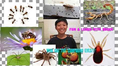 The Difference Between Insects And Arachnids Youtube