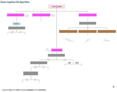 Gram Negative Lab Algorithm Quiz