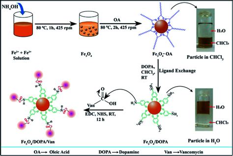 Vancomycin Conjugated Iron Oxide Nanoparticles For Magnetic Targeting