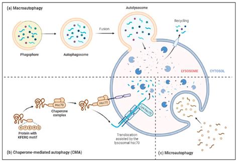 Three Major Types Of Autophagylysosomal Pathways In Nds And Other