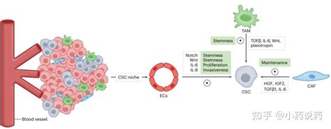 癌细胞在肿瘤发生、进展和转移中的可塑性 知乎