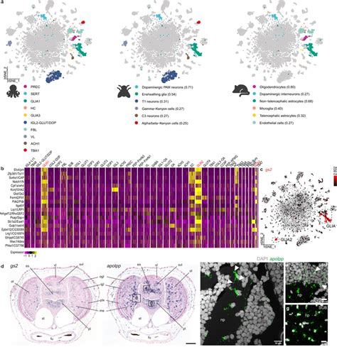 Cross Species Cell Type Comparisons Identify A Glial Gene Expression Download Scientific