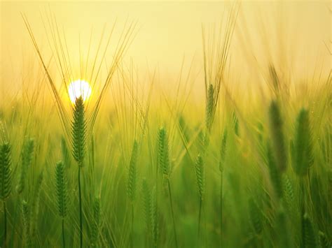 Smart Farming System Arduino Project Hub