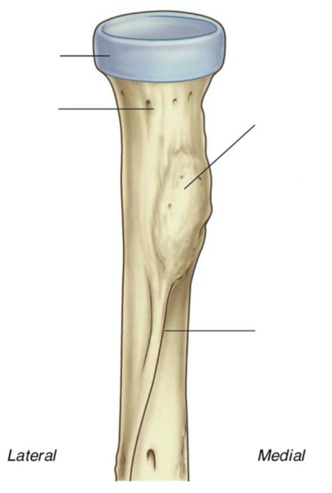 Anterior View Of Proximal End Of Radius Diagram Quizlet