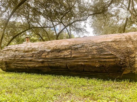 Lanier Lumber Company Florahome Fl