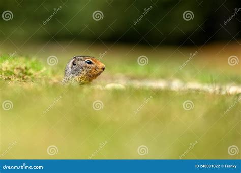 Columbian Ground Squirrel Urocitellus Columbianus Looking Out Of The Entrance Of Its Burrow In