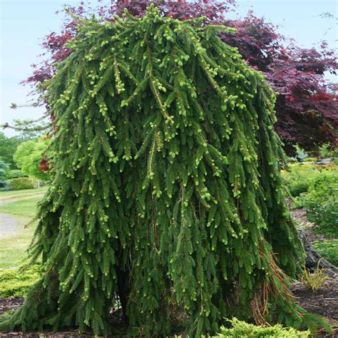 Weeping Norway Spruce Trees For Sale