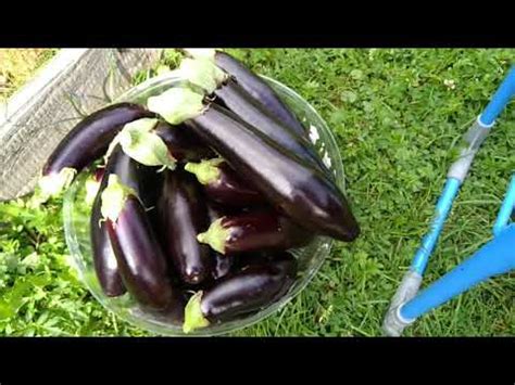 Баклажаны. Самые урожайные сорта в Подмосковье для открытого грунта ...