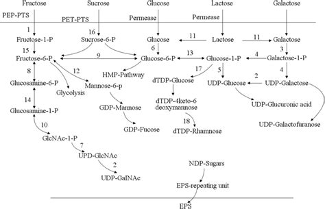 Citric Acid Metabolism Gänzle 2015 The Citric Acid In Lactic Acid