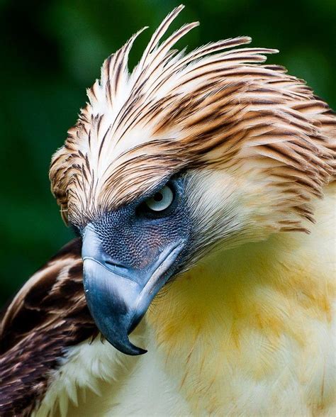 Philippine Eagle Wallpapers Top Free Philippine Eagle Backgrounds