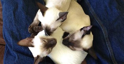 Siamese Kitten Triangle Album On Imgur