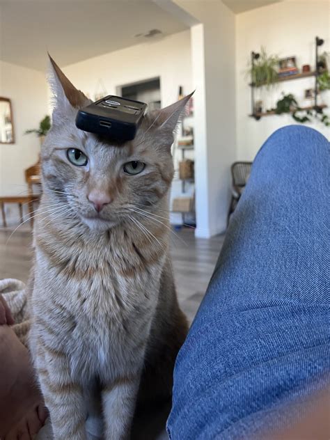 🅱️alancing On The 🅱️rain Cell R Oneorangebraincell