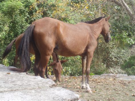 What Does It Mean When A Horse Hangs At Palmer Ellerbee Blog