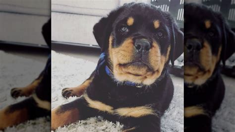 Puppies Enjoying Their First Day In Their Forever Homes