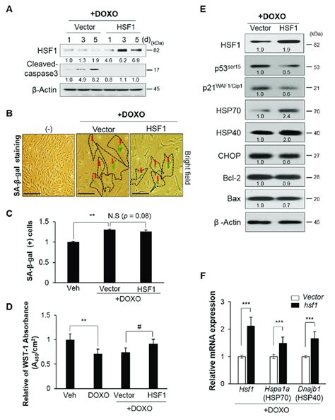 Hsf1 Overexpression Inhibited Er Stress Mediated Upr Branch Apoptosis