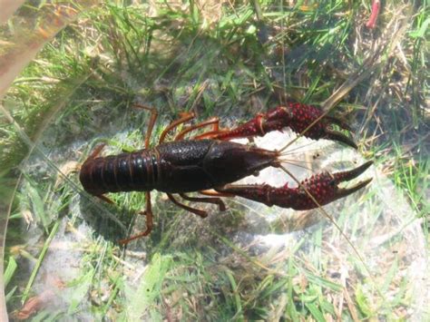 Michigan Crayfish Understanding Our Native And Invasive Species