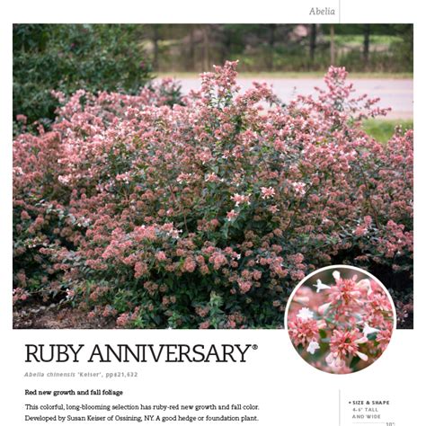 Ruby Anniversary® Abelia Landscape Spec Sheet Spring Meadow Nursery