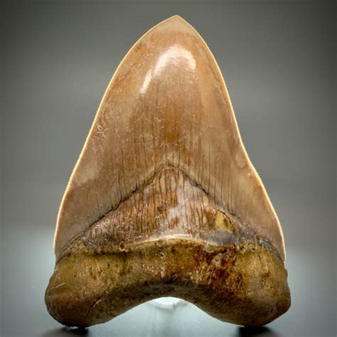 Razor Sharp Serrated 551 Fossil Megalodon Tooth West Java