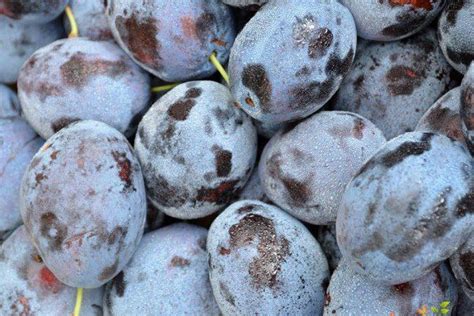 Slive 2 5kg Domaci Pridelki Si