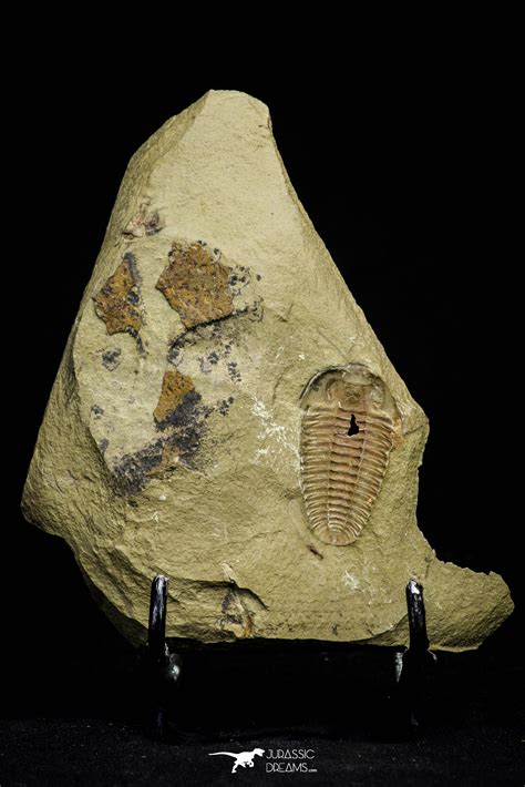 Museum Grade Euloma Filacovi With Preserved Antennae Lower Ordovician