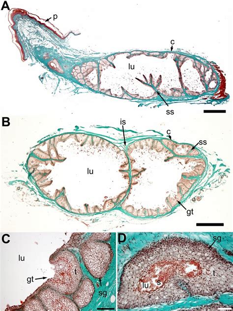 Microphotographs Of Sections Through The Uropygial Gland Of The Rock