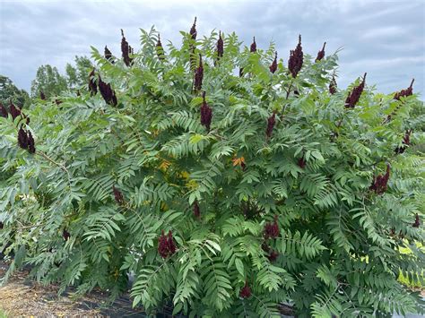 Smooth Sumac Woody Warehouse Nursery Inc Lizton In