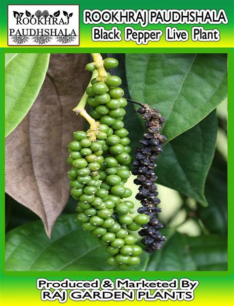 Black Pepper Plant Wholesale Price And Mandi Rate For Piper Nigrum Plant