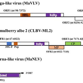 Predicted Open Reading Frames ORFs With Boxes Conserved Motifs Download Scientific Diagram