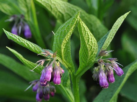 Symphytum Officinale Nutrawiki