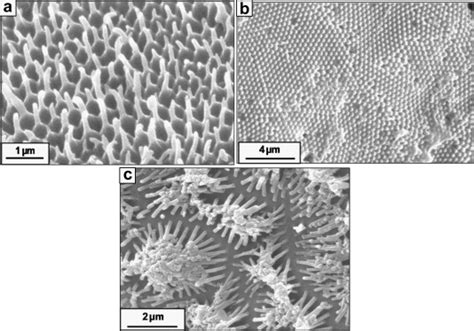 Sem Micrograph Of Low Aspect Ratio Solid One Dimensional Download