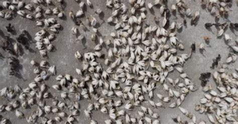 Drones For Bird Counting Flying Labs