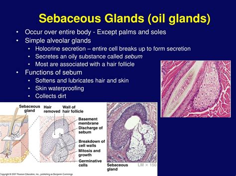 Ppt Integumentary System Powerpoint Presentation Free Download Id