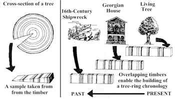 Tree Ring Services Tree Ring Dating