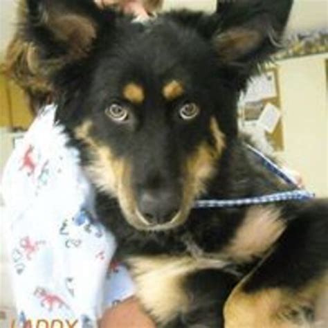 Anthony Deangelo Research Toxicologist United States Environmental Protection Agency Us