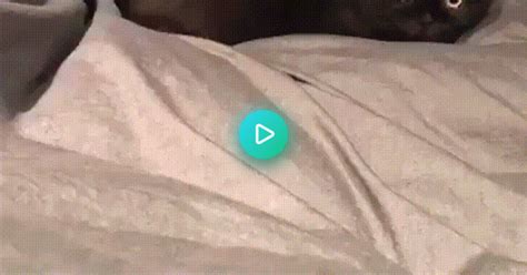 Looks Like This Cat Had All The Catnip  On Imgur