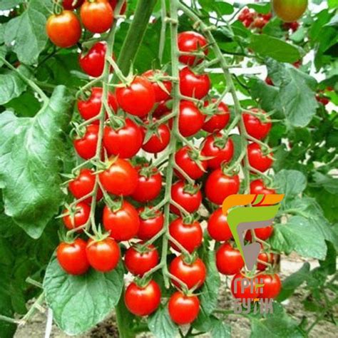 Купити Насіння томата Сакура F1 Sakura F1 ранній Enza Zaden Нідерланди 5 шт в Києві