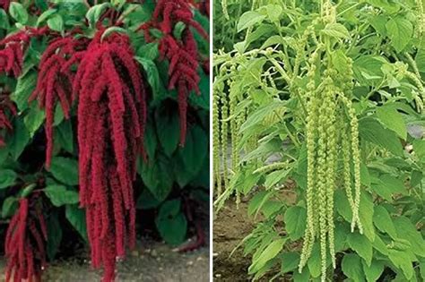 Rajgira Indias Forgotten Royal Grain Returns As A Superfood