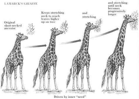 Giraffe Evolution According To Lamarck Evolution Pinterest