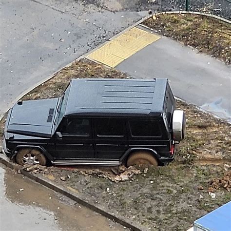 Борзые подмосковные газоны | Пикабу