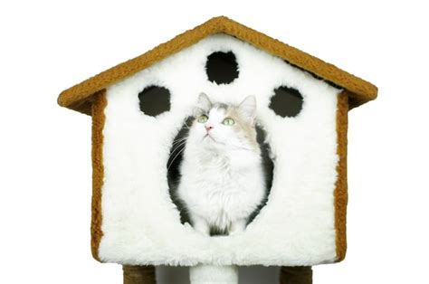Premium Photo Portrait Of Cute Siberian Cat With Green Eyes In The Cat House Soft Fluffy